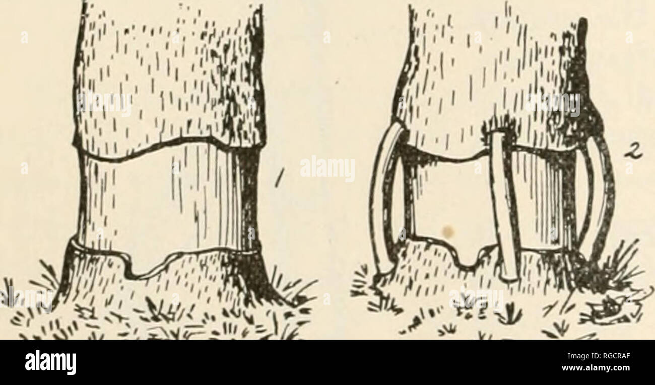 Bridge grafting hi-res stock photography and images - Alamy