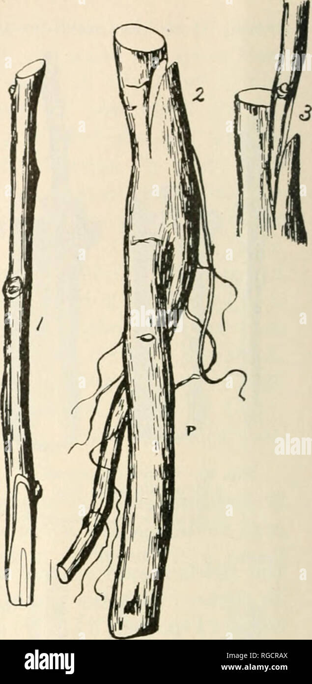 Wedge shaped incision hi-res stock photography and images - Alamy