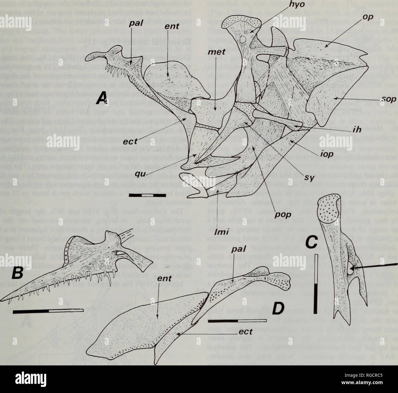 . Bulletin of the Natural History Museum Zoology. ANATOMY OF THE ...