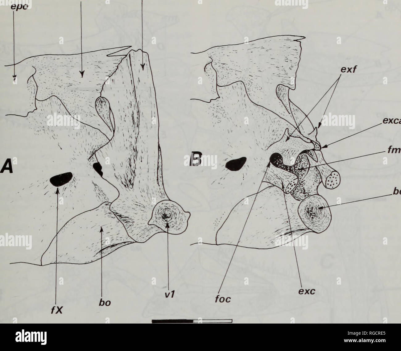 . Bulletin of the Natural History Museum Zoology. ANATOMY OF THE ...