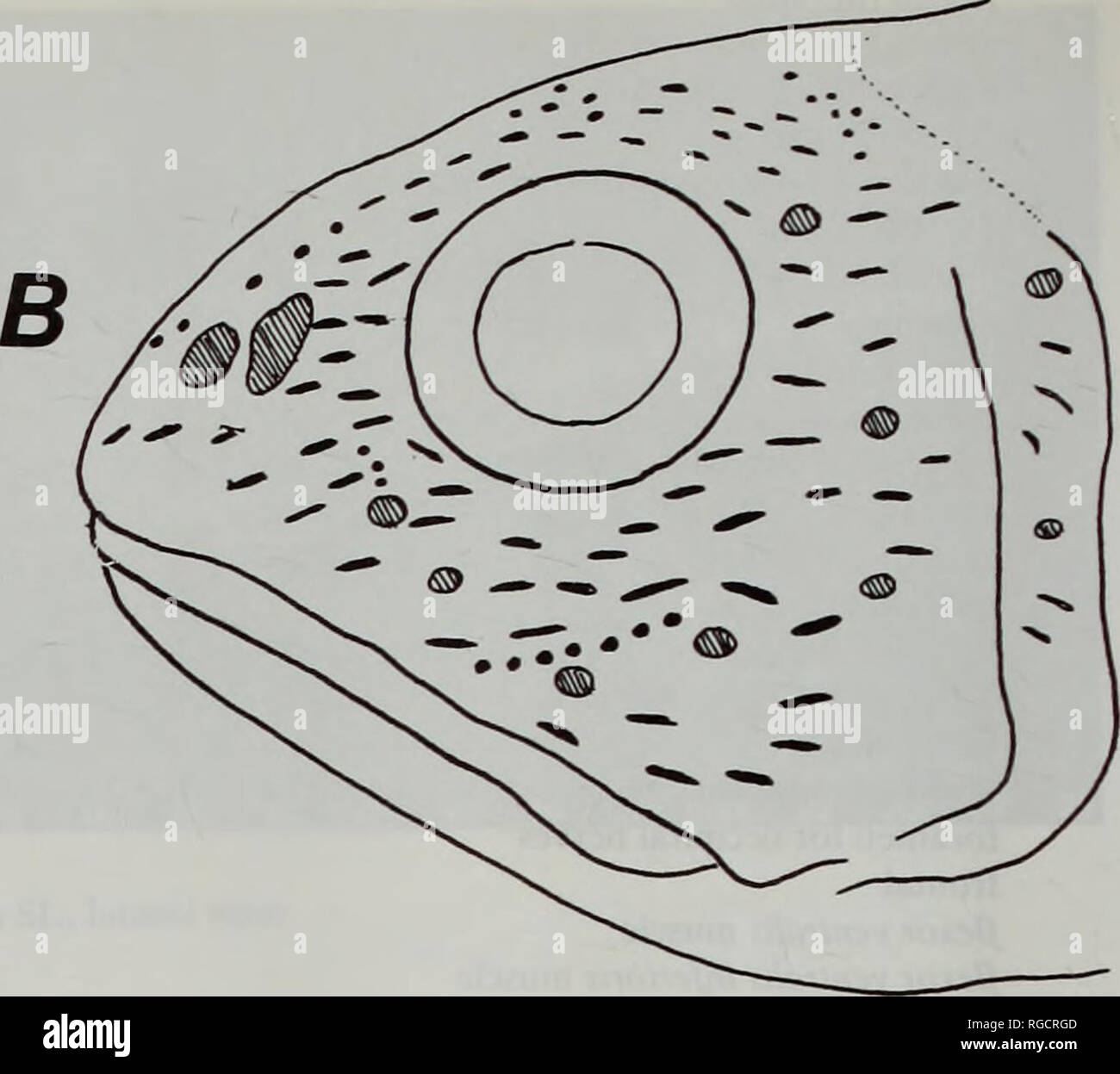 Melanonus gracilis hi-res stock photography and images - Alamy