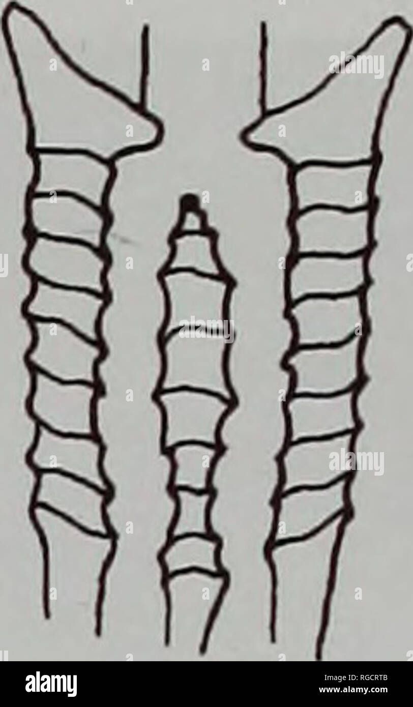 . Bulletin of the Natural History Museum Zoology. 152 D.J. GOWER AND M ...