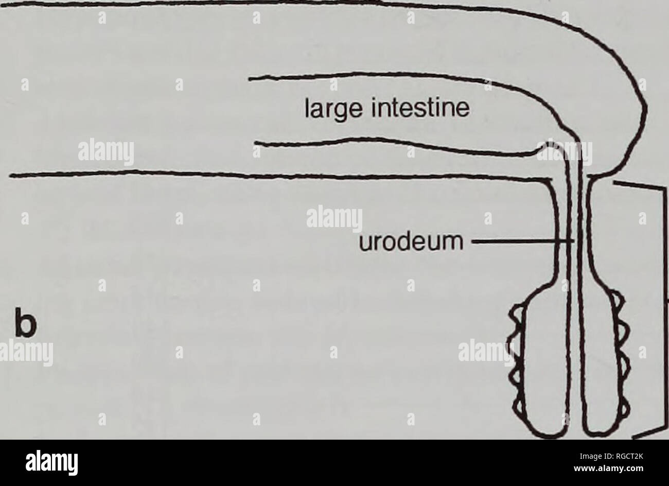 . Bulletin of the Natural History Museum Zoology. vent. - phallus Fig ...