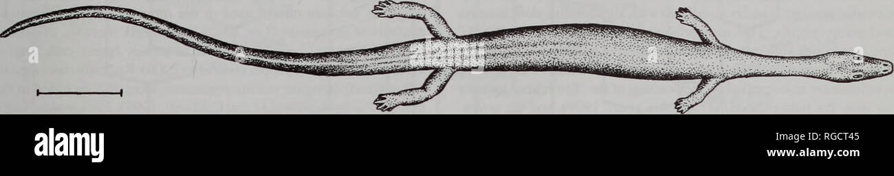 Laterally compressed tail hi-res stock photography and images - Alamy