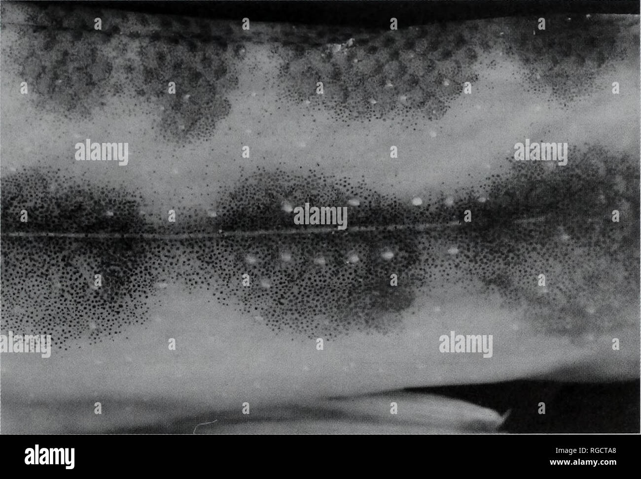 . Bulletin of the Natural History Museum (Zoology). Fig. 4 Scales of N ...