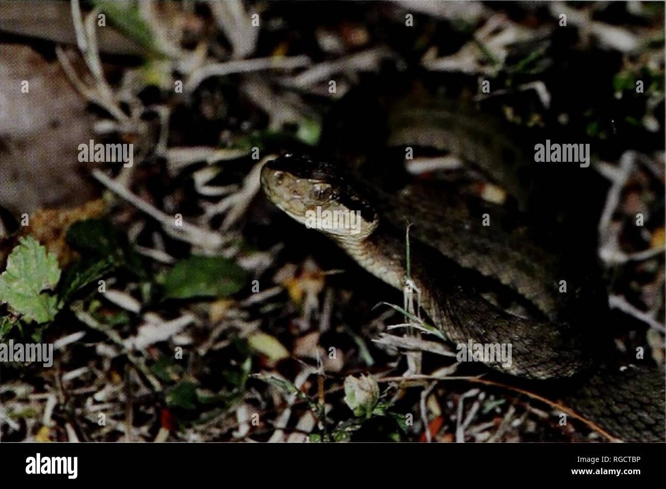 Bothrops lanceolatus hi-res stock photography and images - Alamy