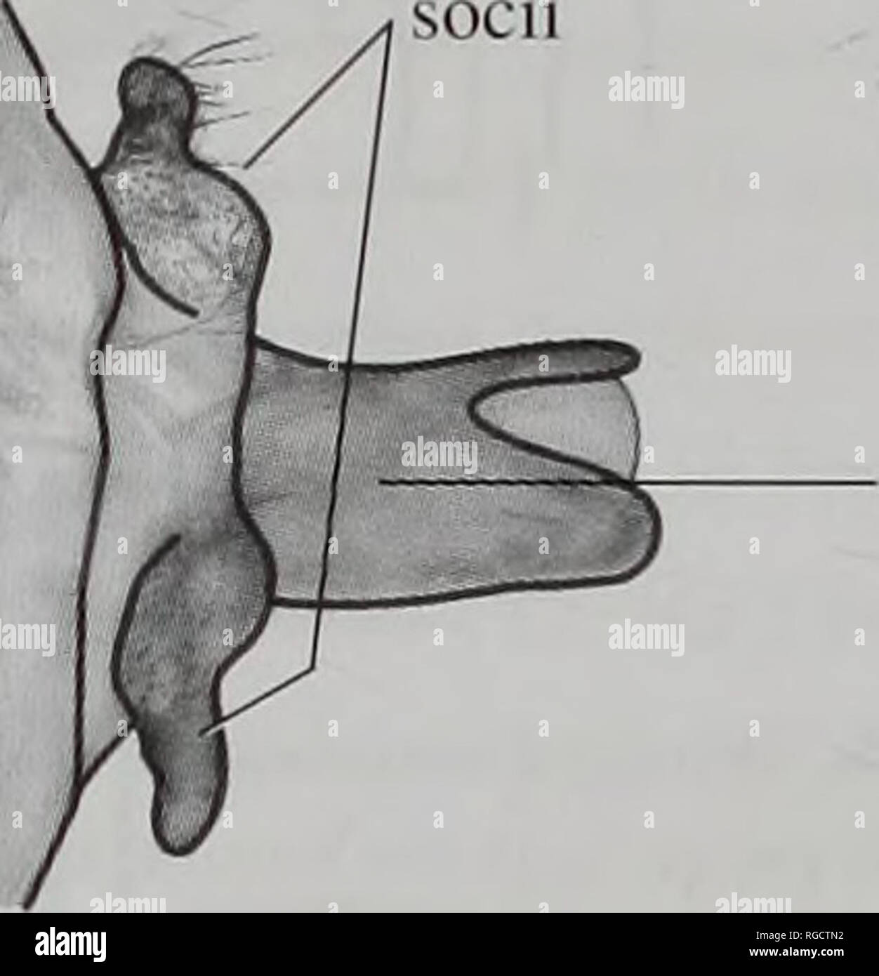 . Bulletin of the Natural History Museum Entomology. Fig. 10. Male ...