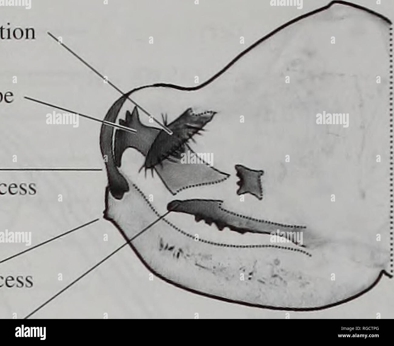 Graphium ridleyanus hi-res stock photography and images - Alamy