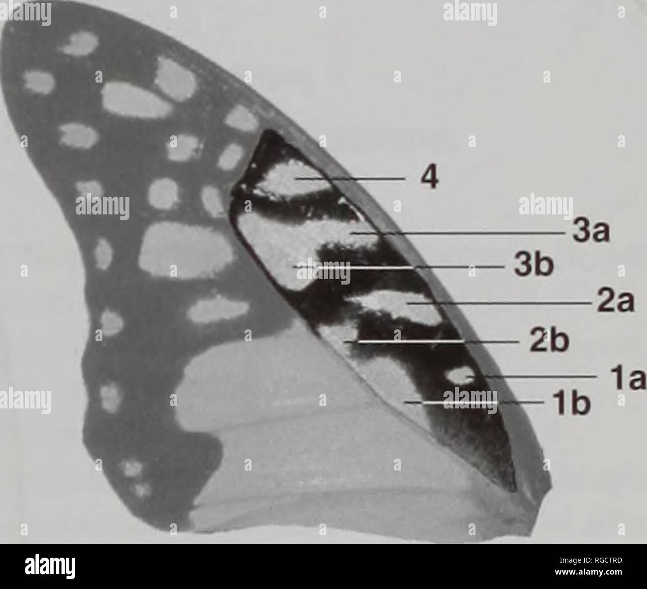 . Bulletin of the Natural History Museum Entomology. posterior, inner ...