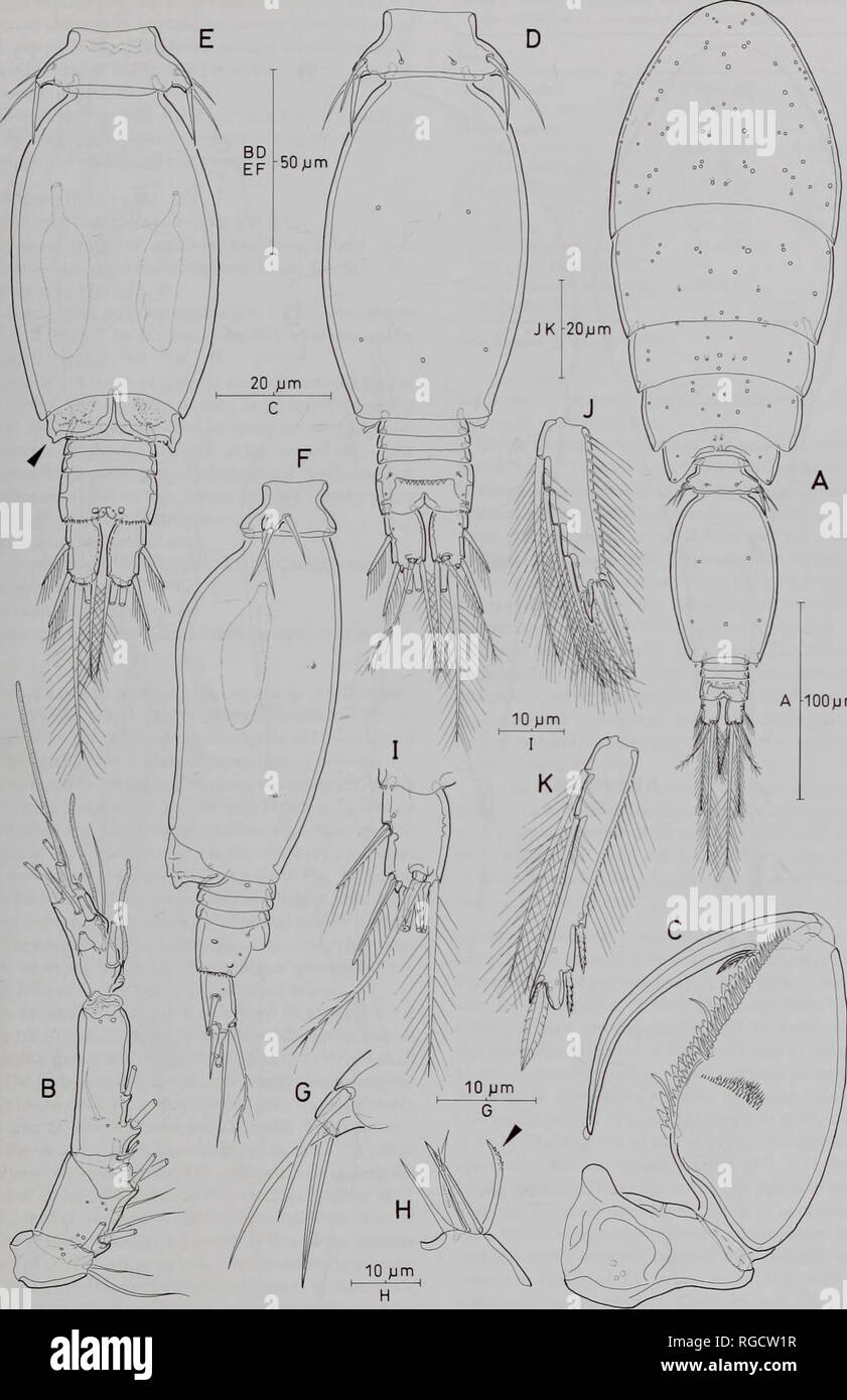 . Bulletin of the Natural History Museum Zoology. SEVEN SPECIES OF RED ...