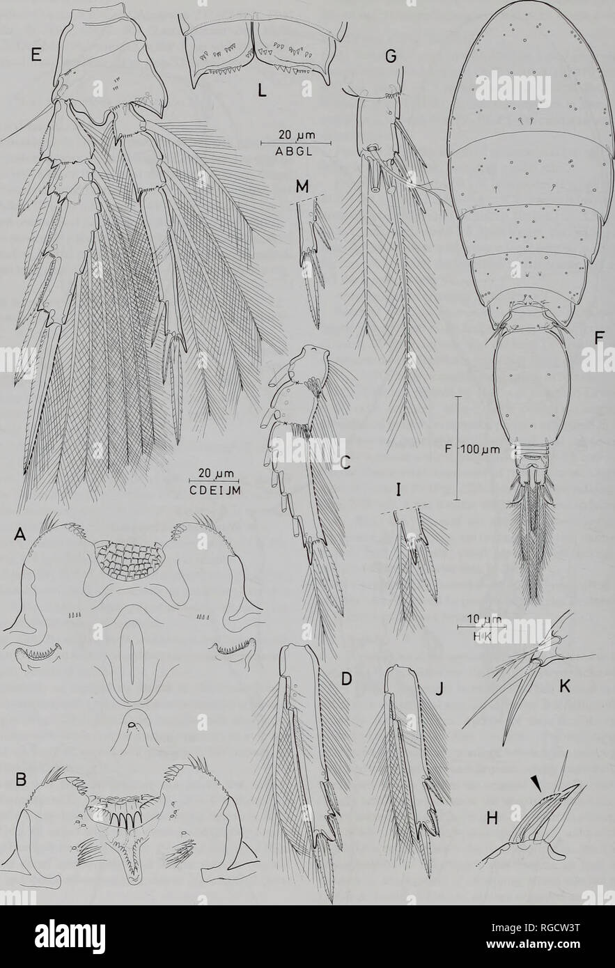 . Bulletin of the Natural History Museum Zoology. 68 R. BOTTGER-SCHNACK ...