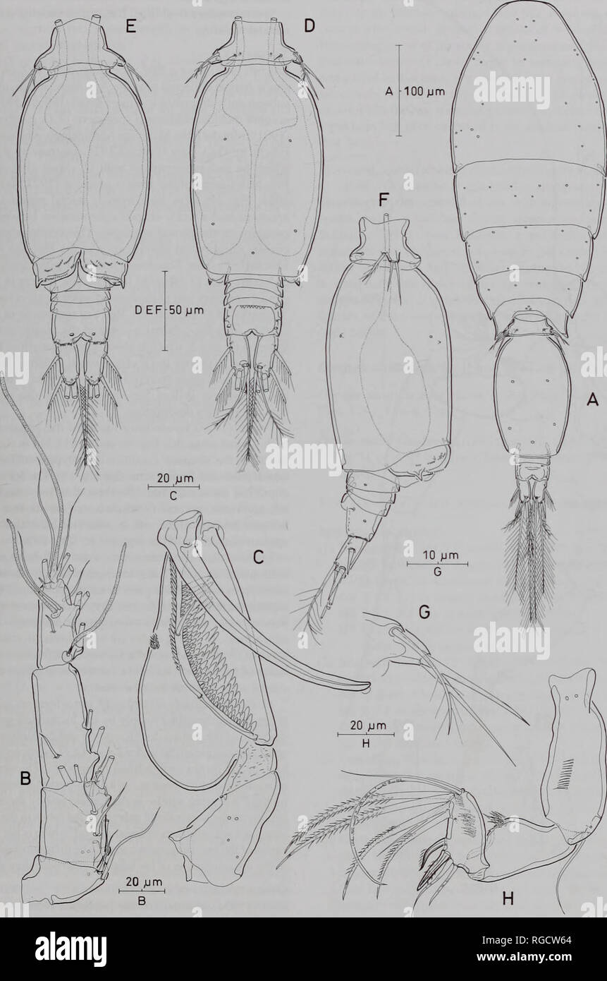 . Bulletin of the Natural History Museum Zoology. SEVEN SPECIES OF RED ...