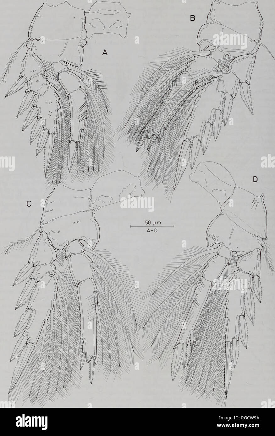 . Bulletin of the Natural History Museum Zoology. 48 R. BOTTGER-SCHNACK ...