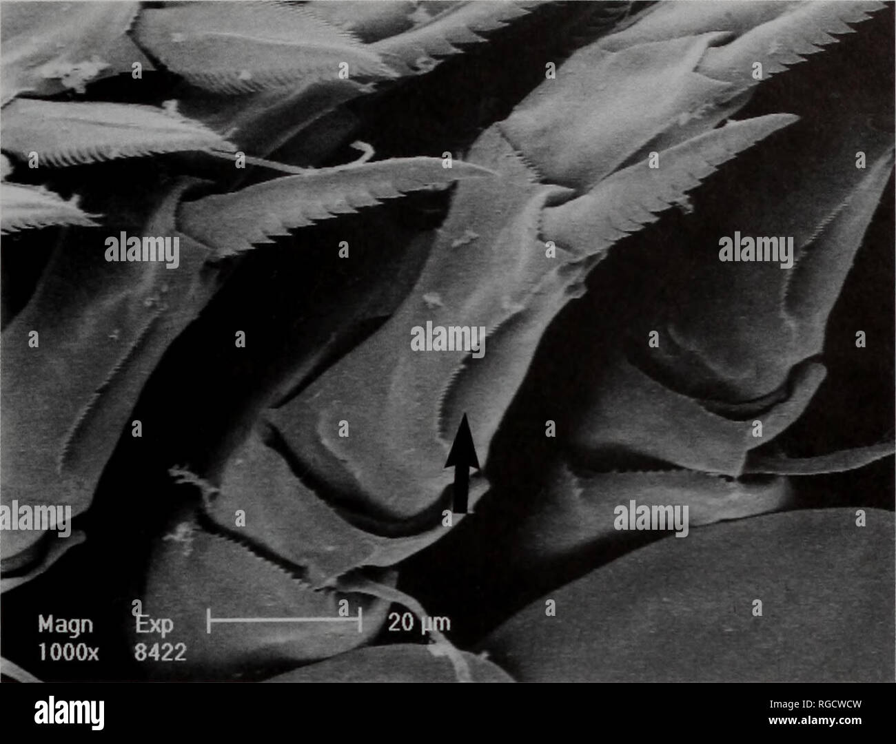 Oncaea Venusta High Resolution Stock Photography and Images - Alamy