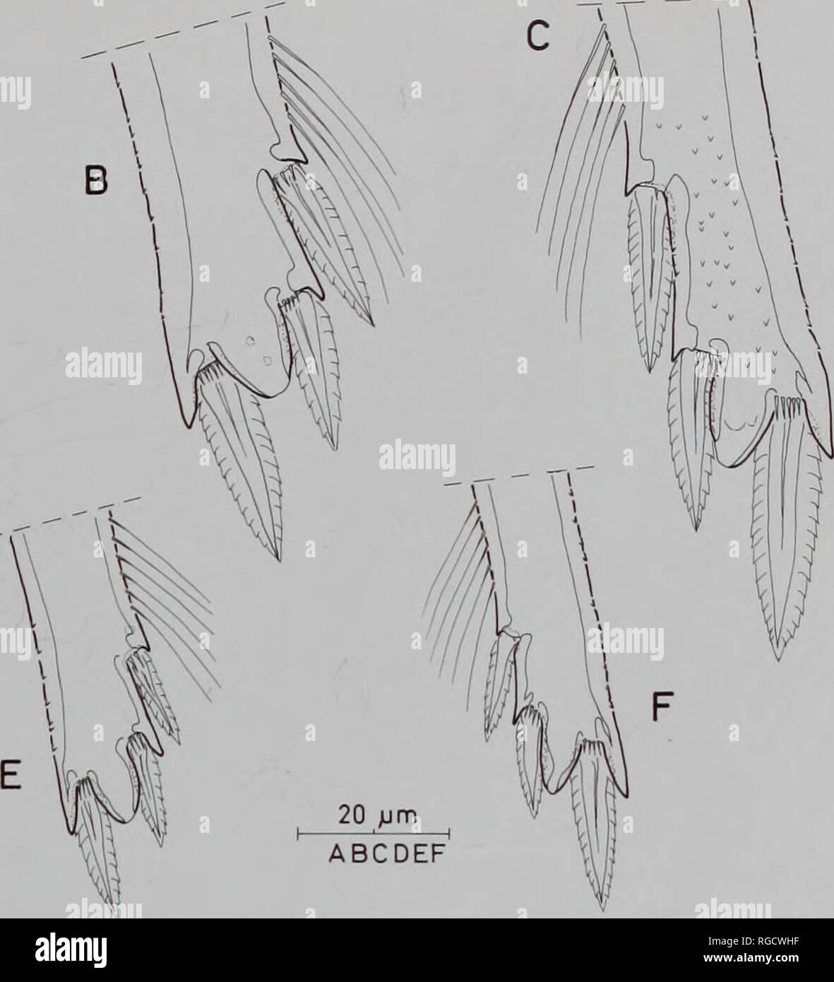 . Bulletin of the Natural History Museum Zoology. . Fig. 7 Oncaea ...