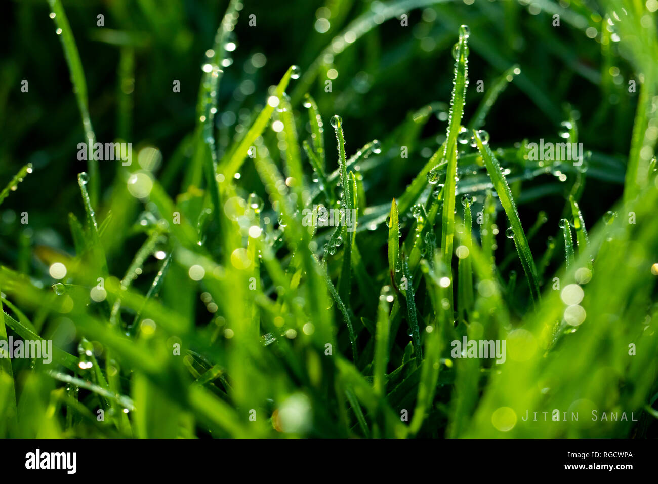 Leaves in the morning garden, captured up close in a macro photograph ...