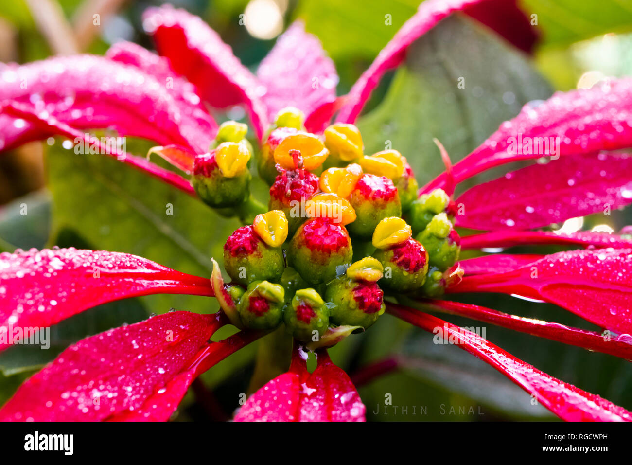 Up close with nature: Macro photo reveals the intricate details of ...