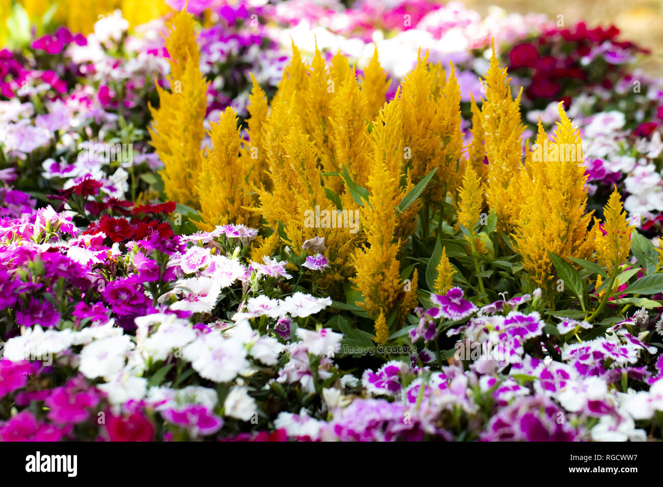 Macro photography reveals the stunning colors of exotic flowers in the ...