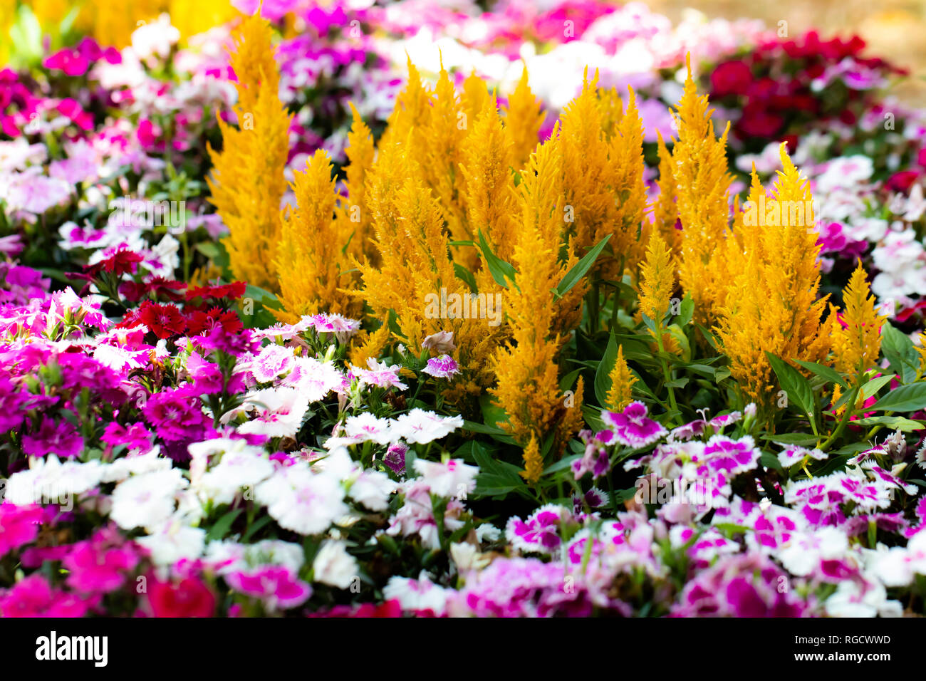 Macro photo highlights the intricate details of exotic flowers, both in ...