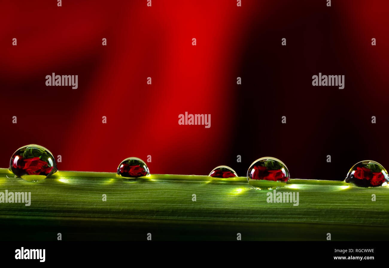 Floral moisture close ups hi-res stock photography and images - Alamy