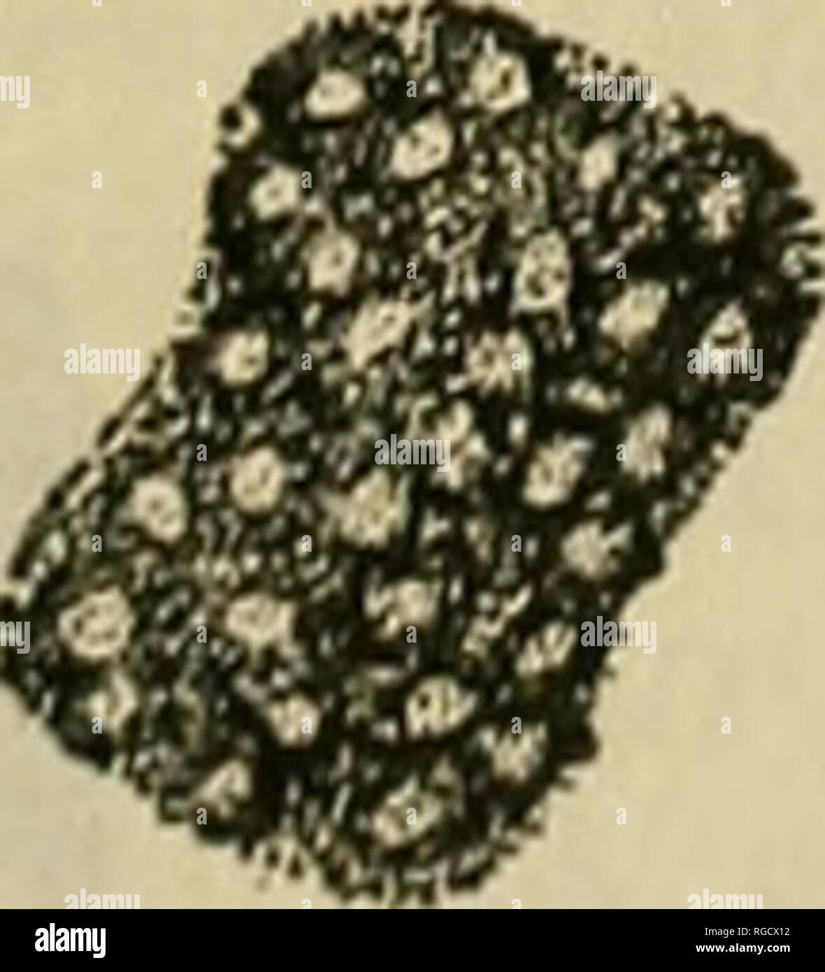 . Bulletin of the U.S. Department of Agriculture. Agriculture ...