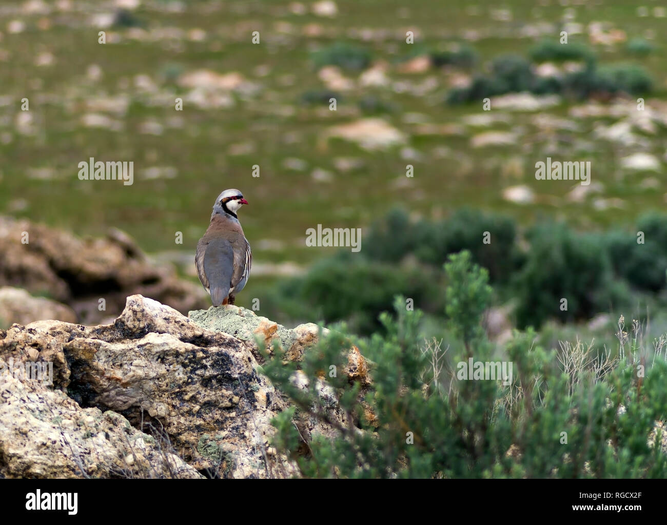 Chukar partridge habitat hi-res stock photography and images - Alamy