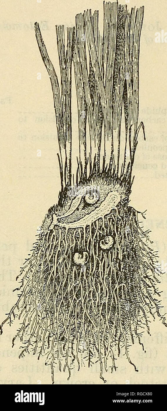 Washing Beetle High Resolution Stock Photography and Images - Alamy