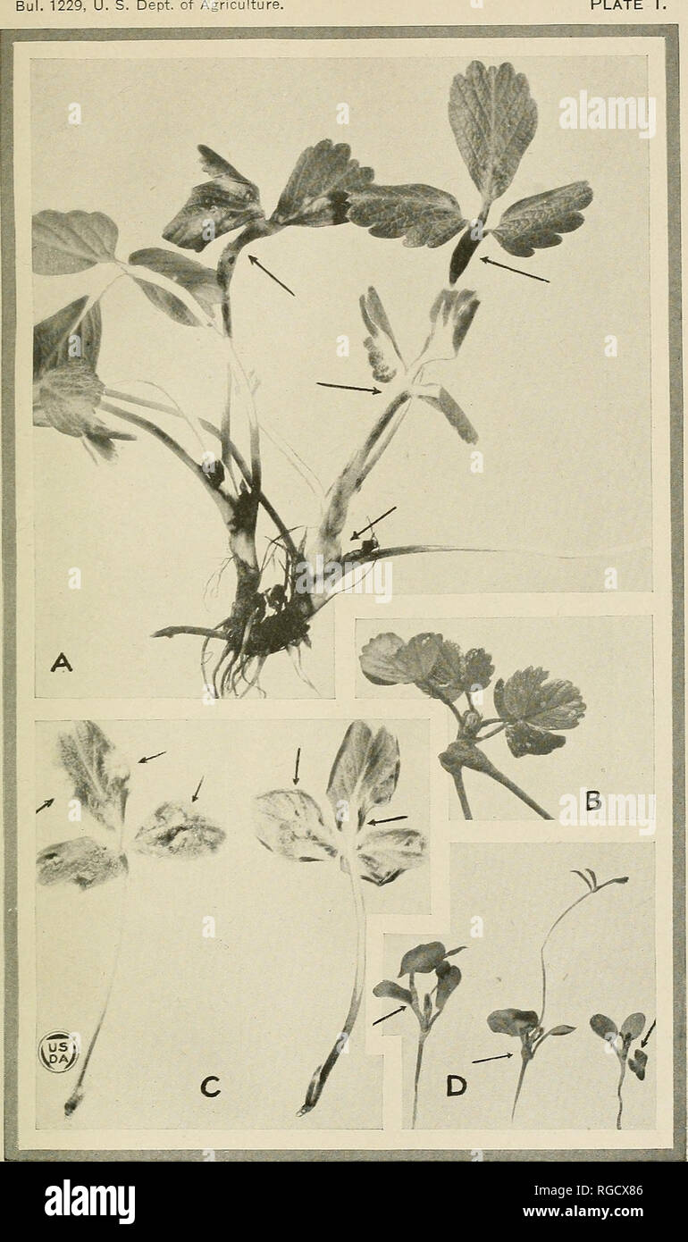 Runner Plant Examples Strawberry Plants And Runners Black And White
