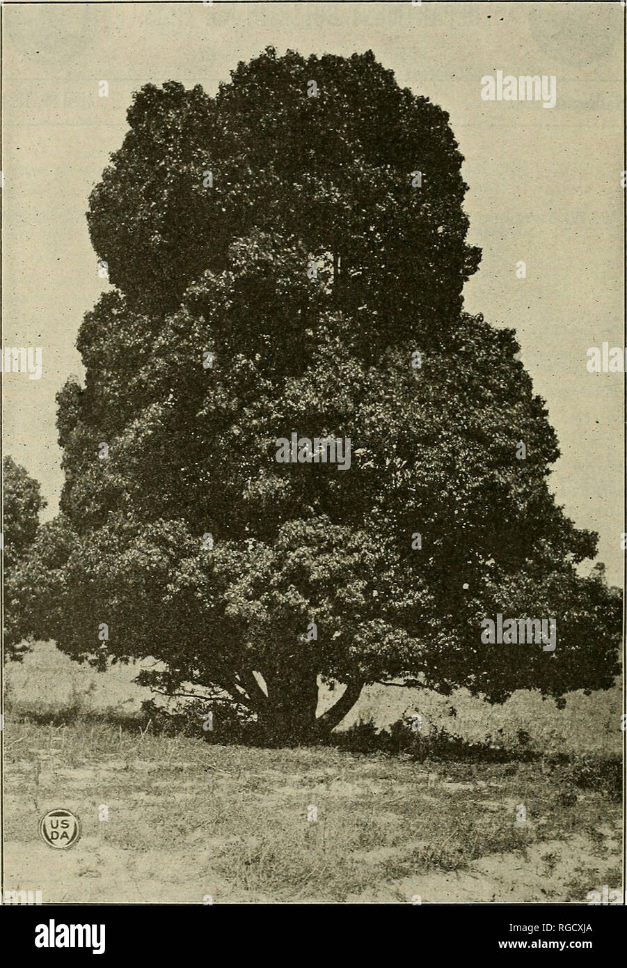 Camphor tree branches hi-res stock photography and images - Alamy