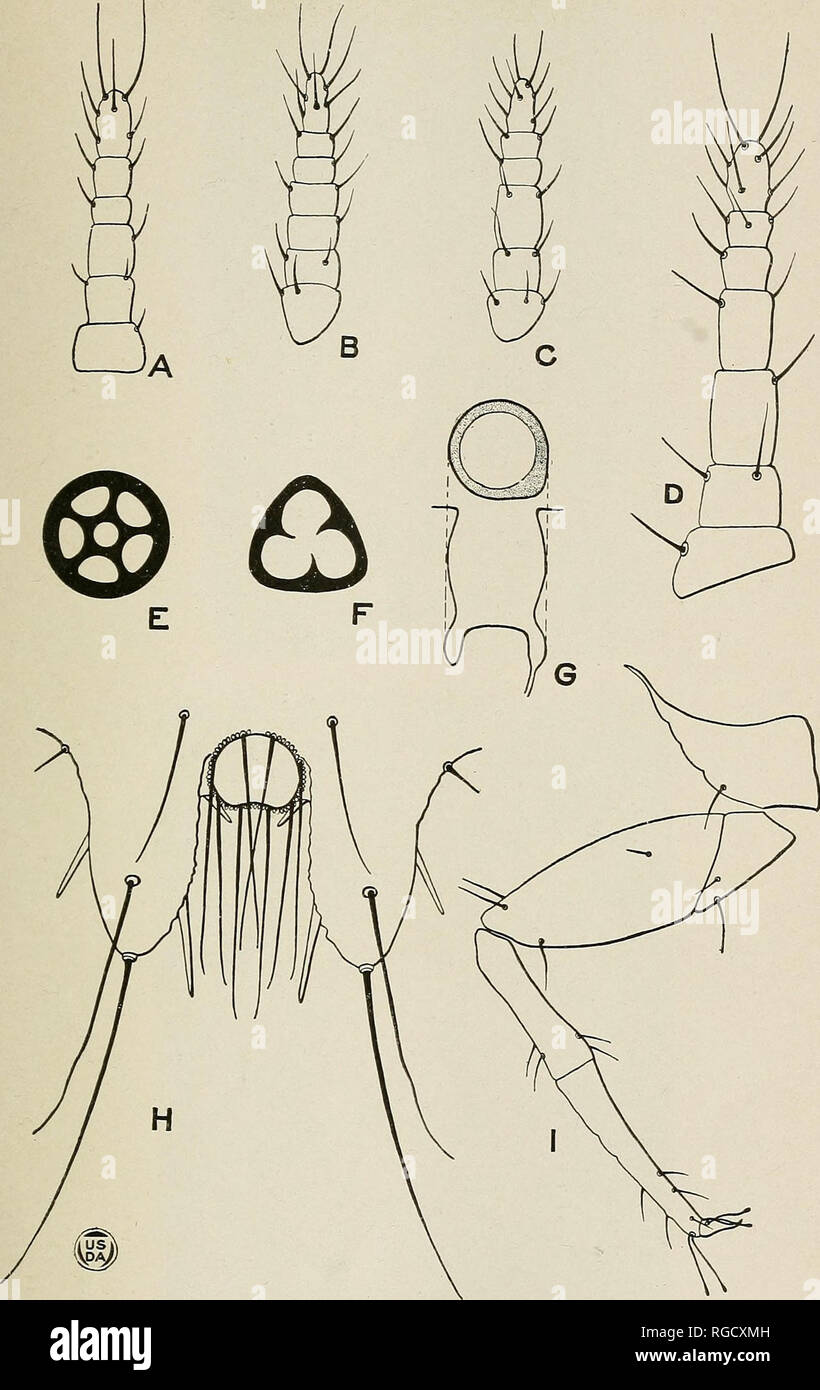 Cross section elm tree hi-res stock photography and images - Alamy