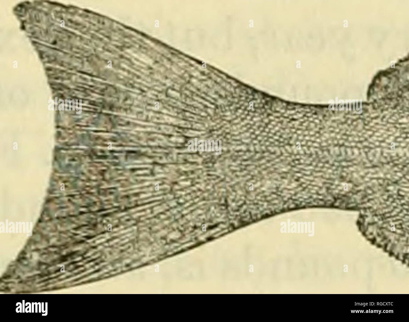 . Bulletin of the United States Fish Commission. Fisheries -- United ...