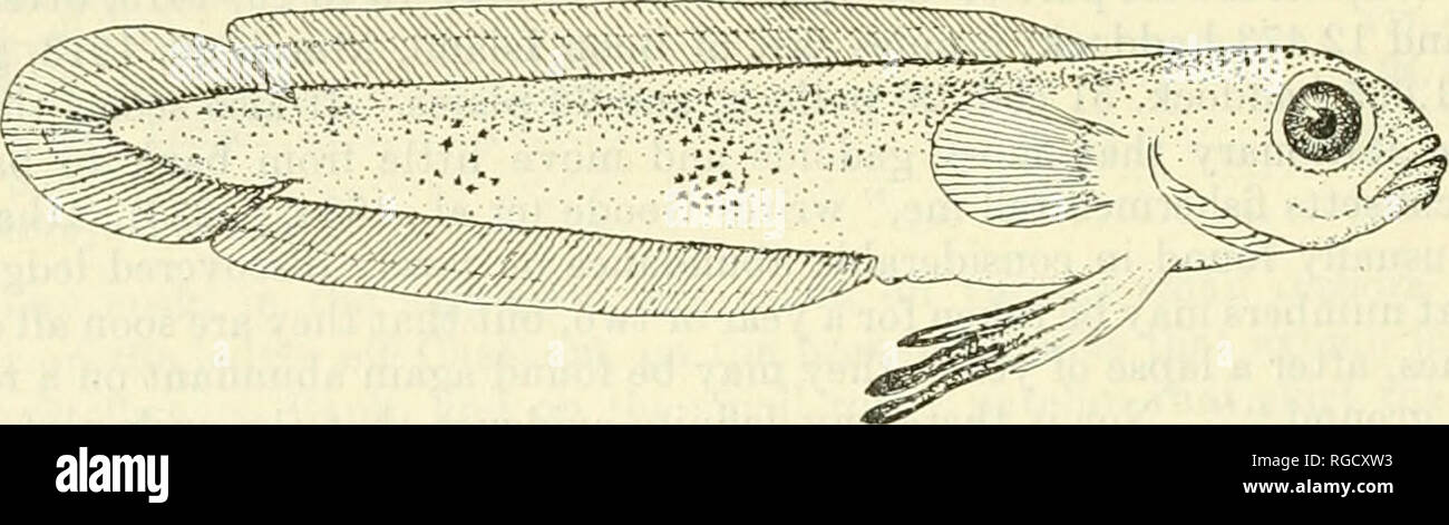 . Bulletin of the United States Fish Commission. Fisheries -- United ...