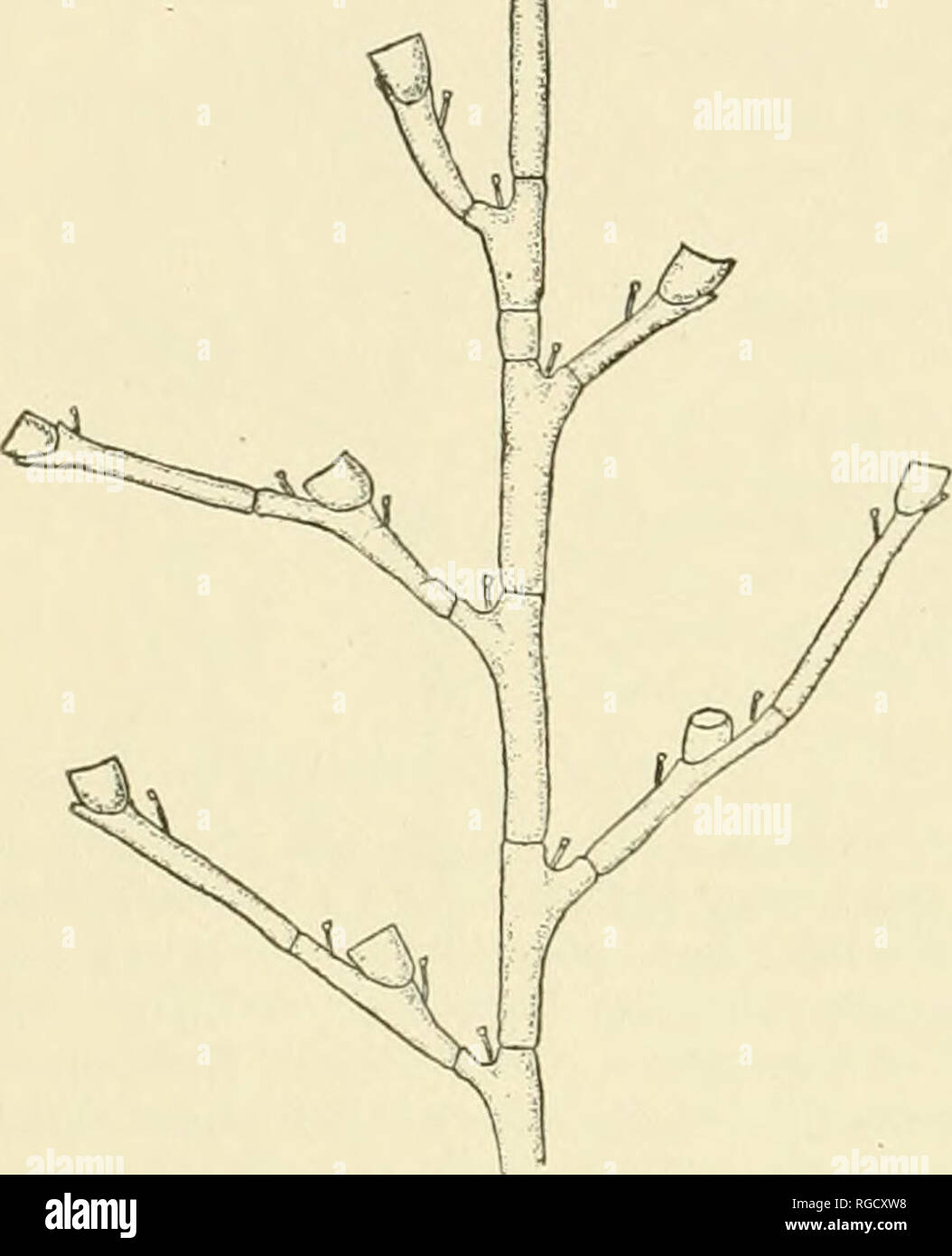 Plumularia High Resolution Stock Photography and Images - Alamy