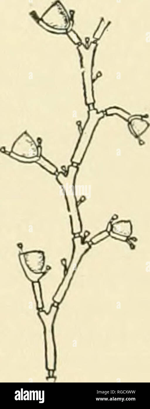 . Bulletin of the United States Fish Commission. Fisheries -- United ...
