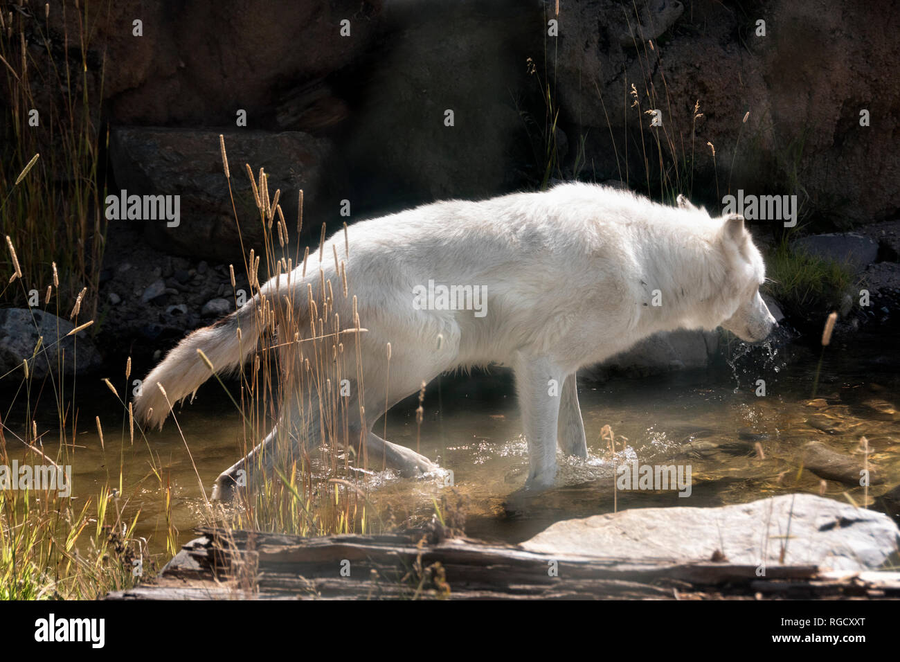 Grey Wolf Water River