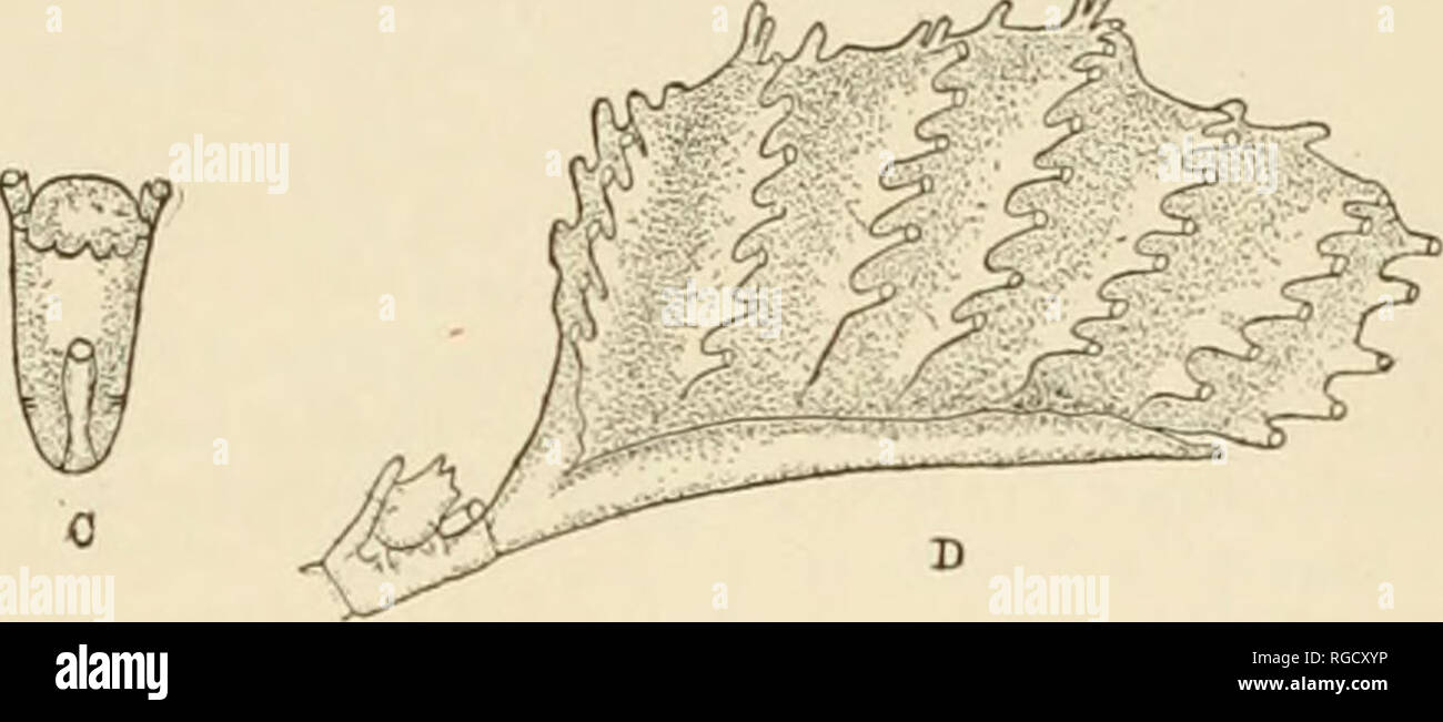 . Bulletin of the United States Fish Commission. Fisheries -- United ...