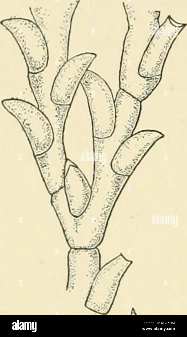 Operculum of a fish hi-res stock photography and images - Alamy