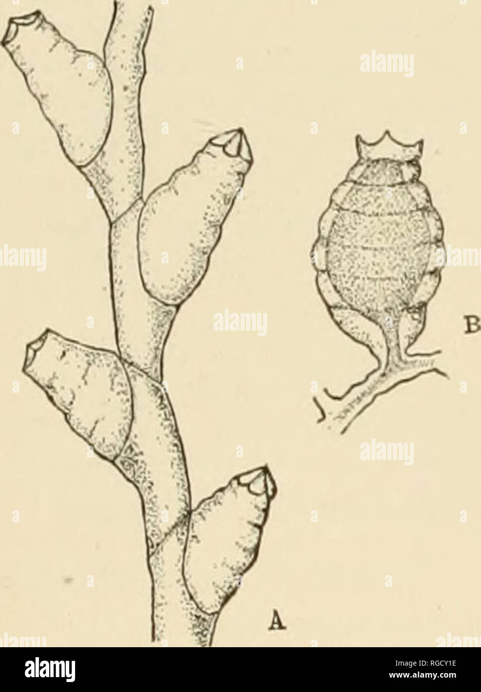 . Bulletin of the United States Fish Commission. Fisheries -- United ...