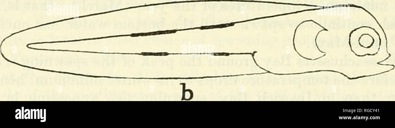 . Bulletin of the United States Fish Commission. Fisheries -- United ...