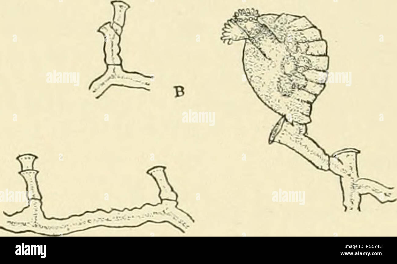 Gonangium hi-res stock photography and images - Alamy