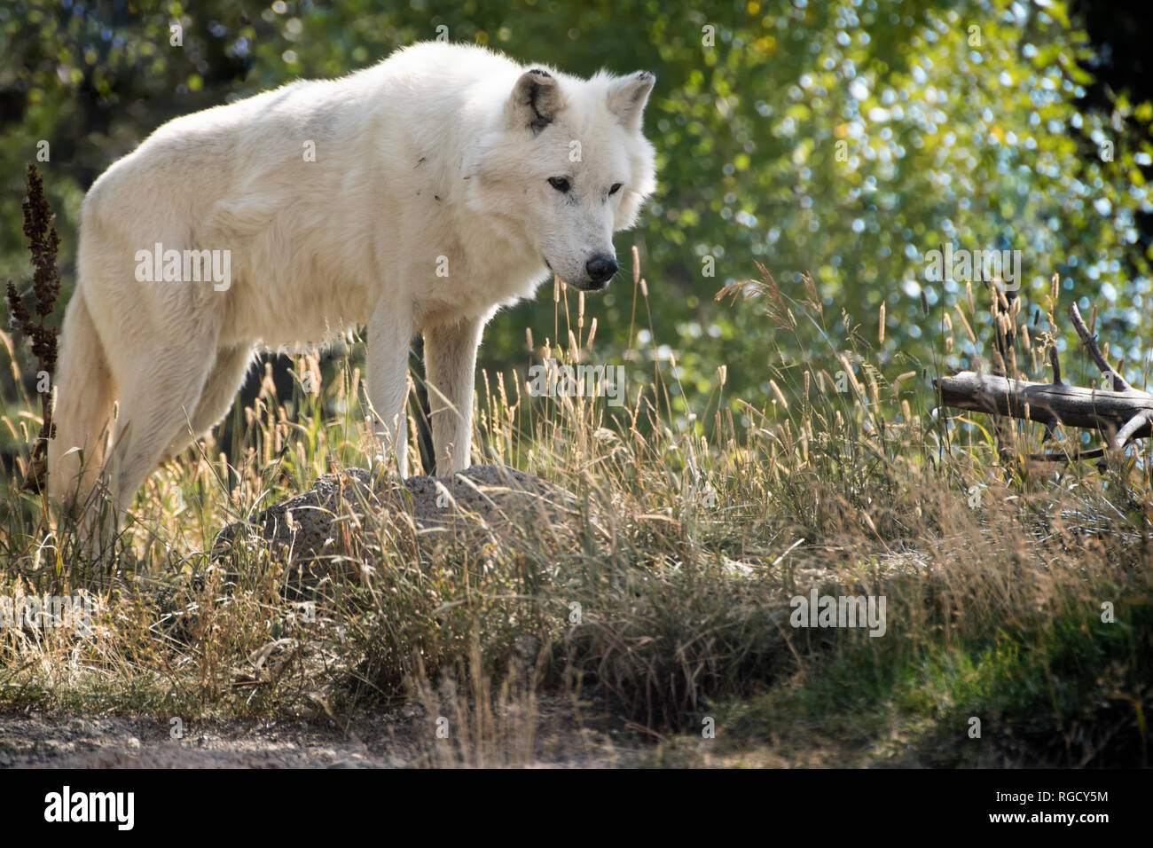 Gray wolf in field Stock Photo - Alamy