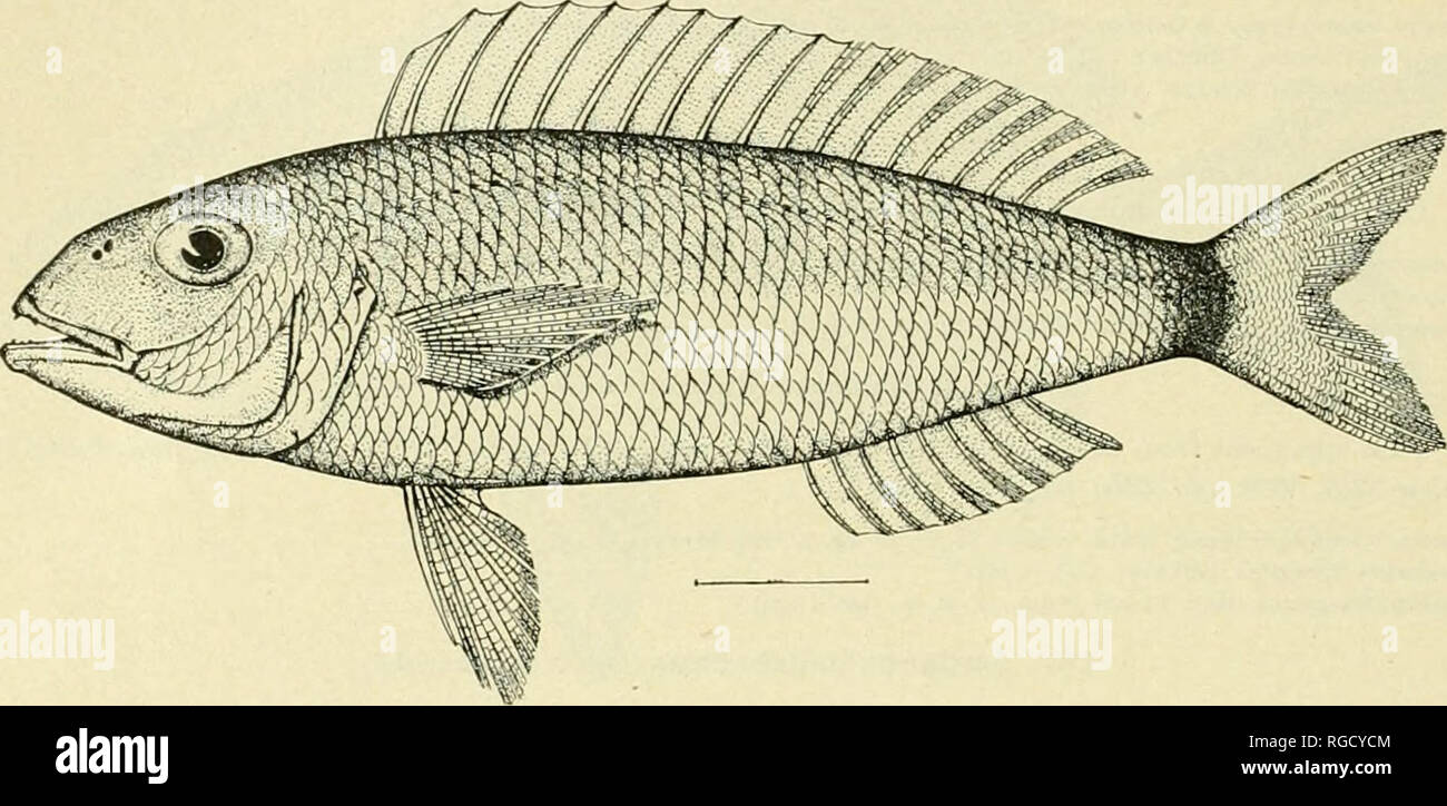 . Bulletin of the United States Fish Commission. Fisheries -- United ...