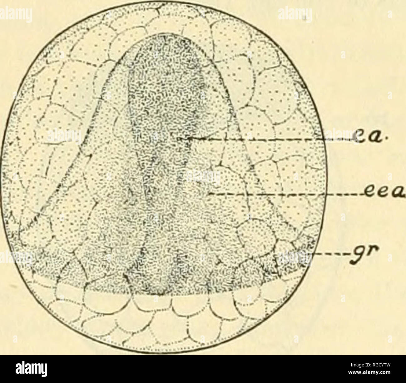 Fish egg larvae hi-res stock photography and images - Alamy