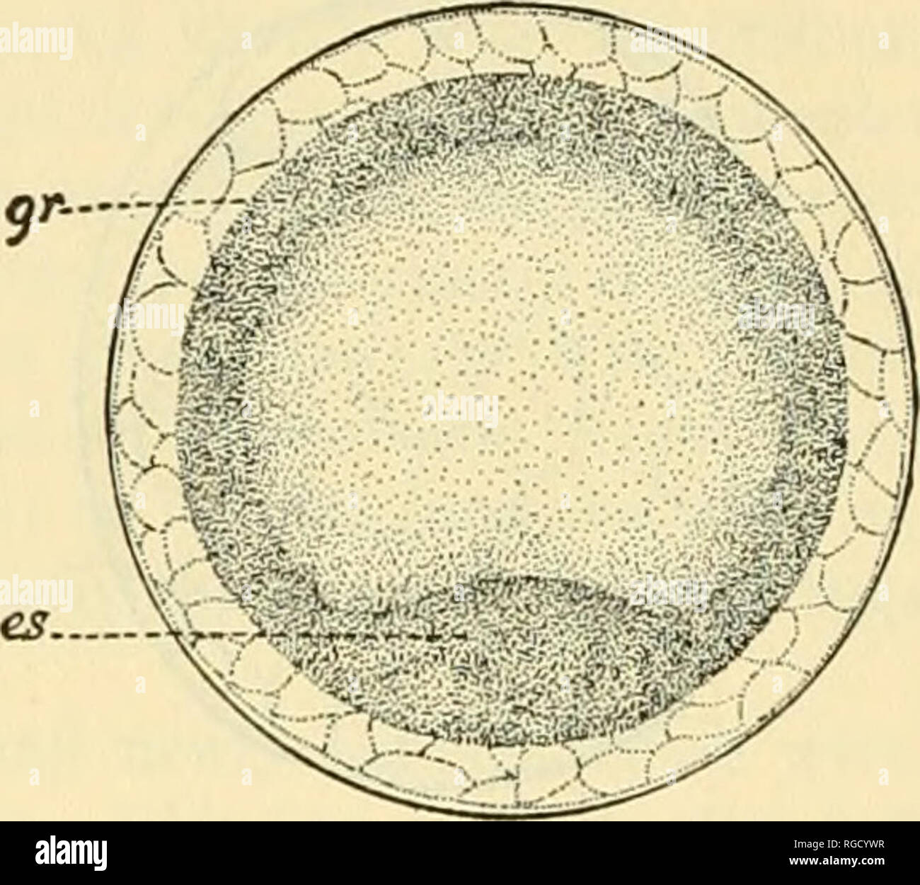 Fish egg larvae hi-res stock photography and images - Alamy