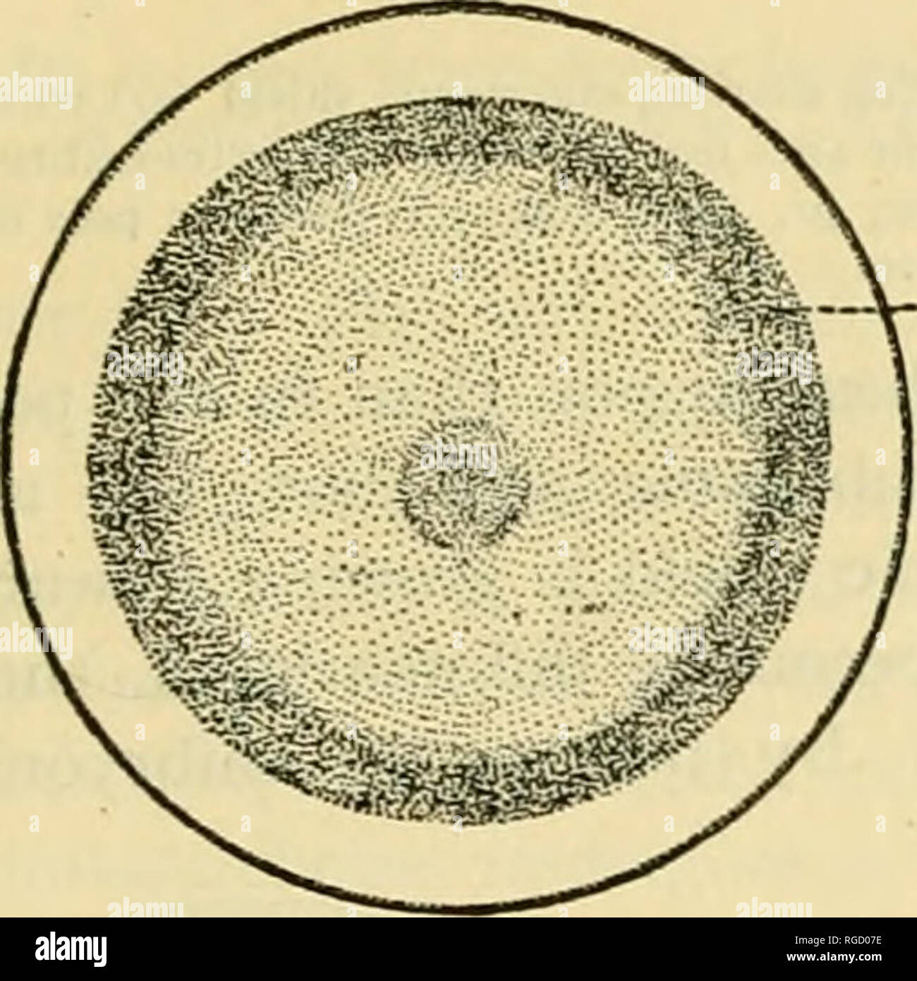 Bairdiella hi-res stock photography and images - Alamy