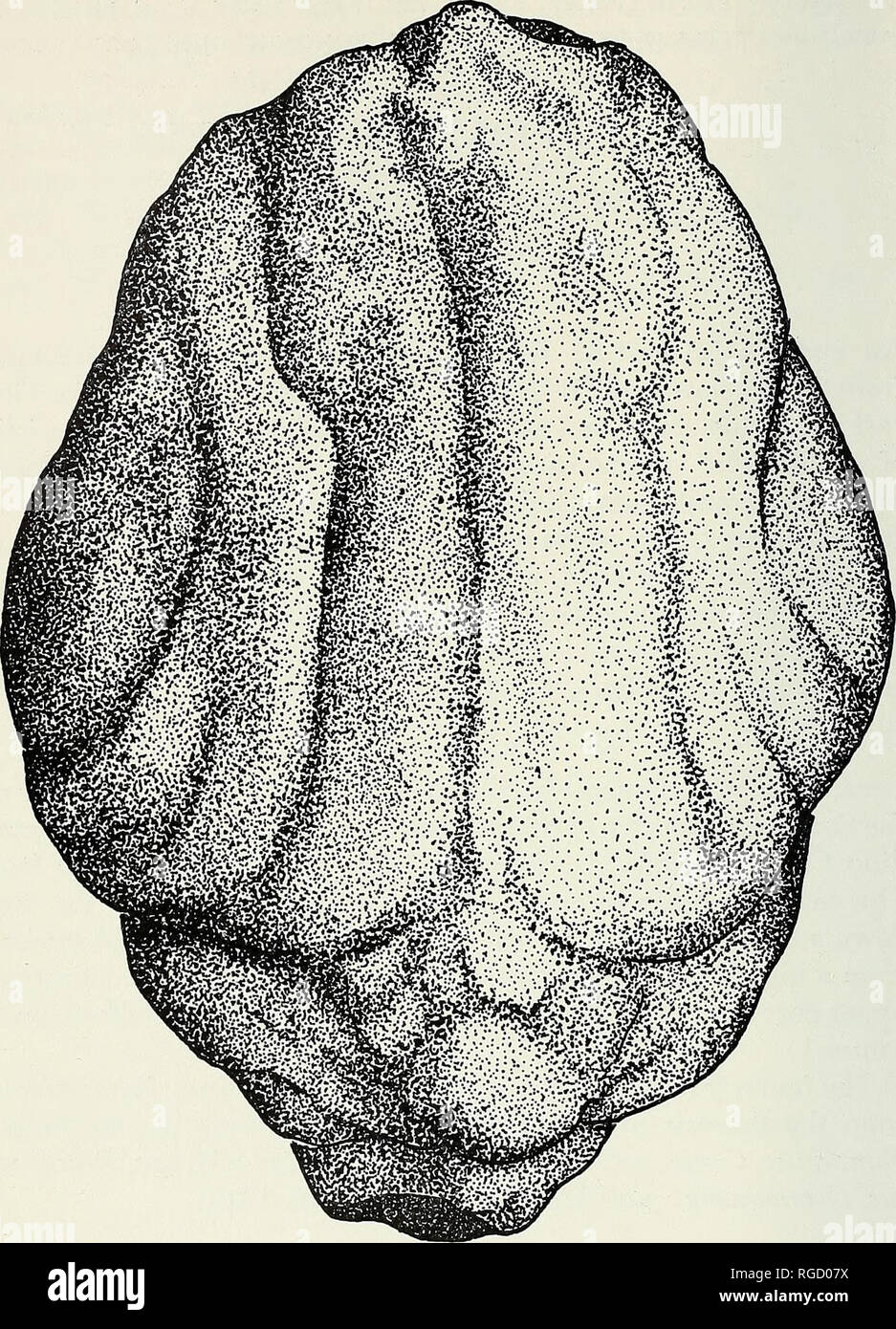 Endocranial cast hi-res stock photography and images - Alamy