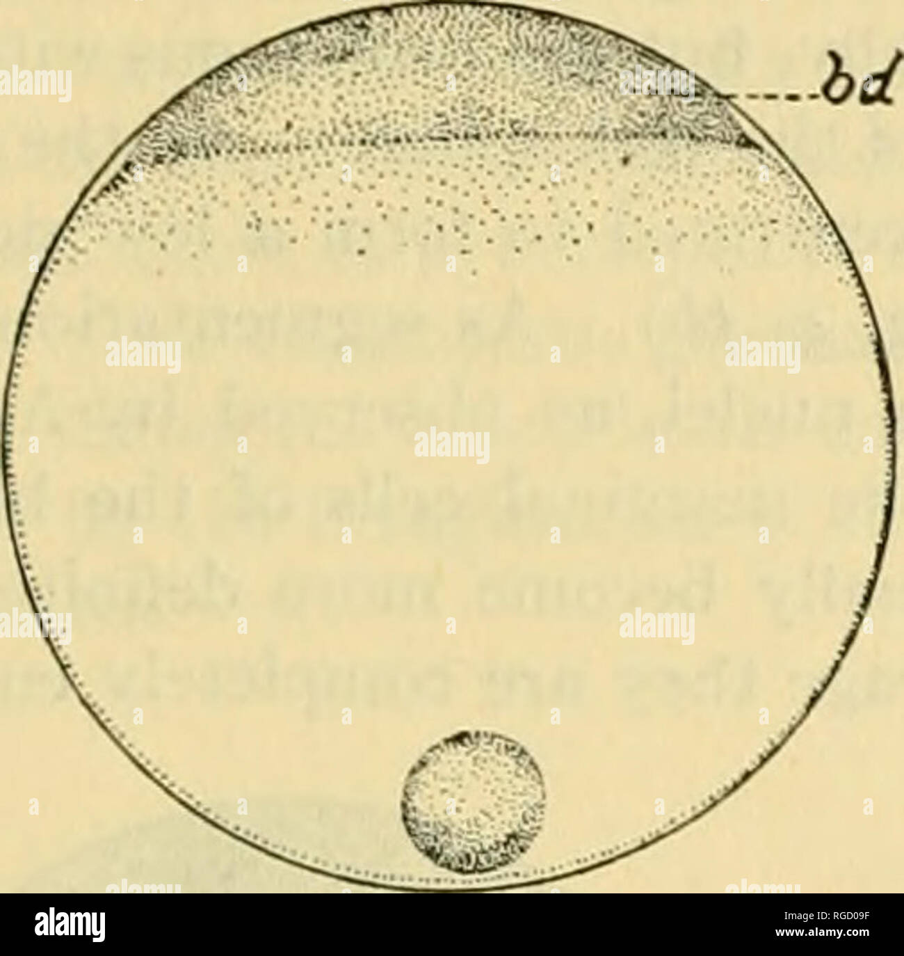Blastodisc hi-res stock photography and images - Alamy