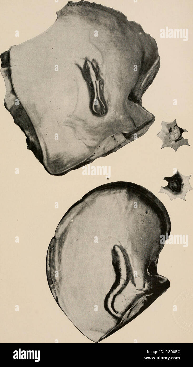 Fera fish hi-res stock photography and images - Alamy