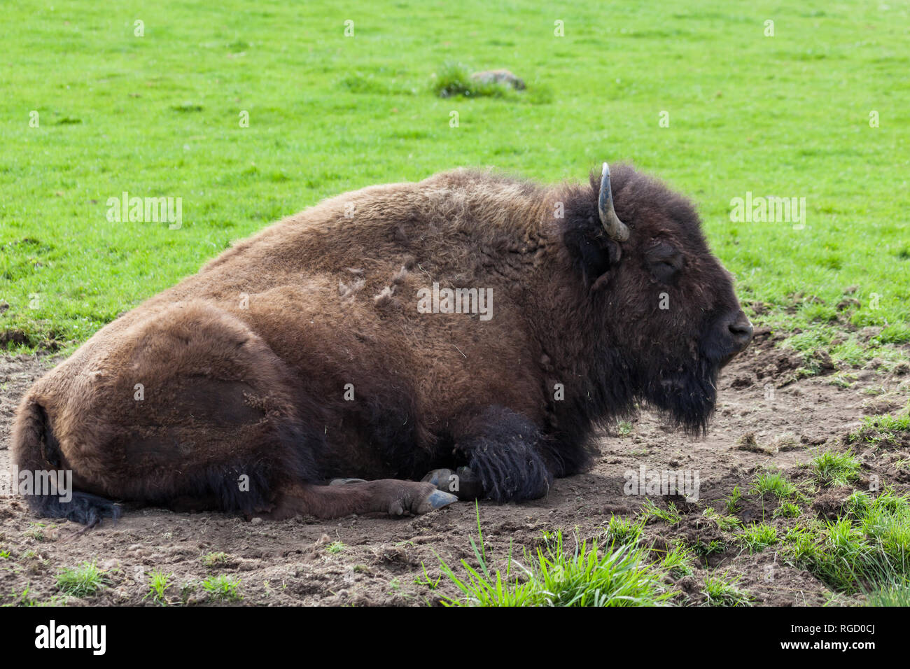 Bison sleeping hi-res stock photography and images - Alamy