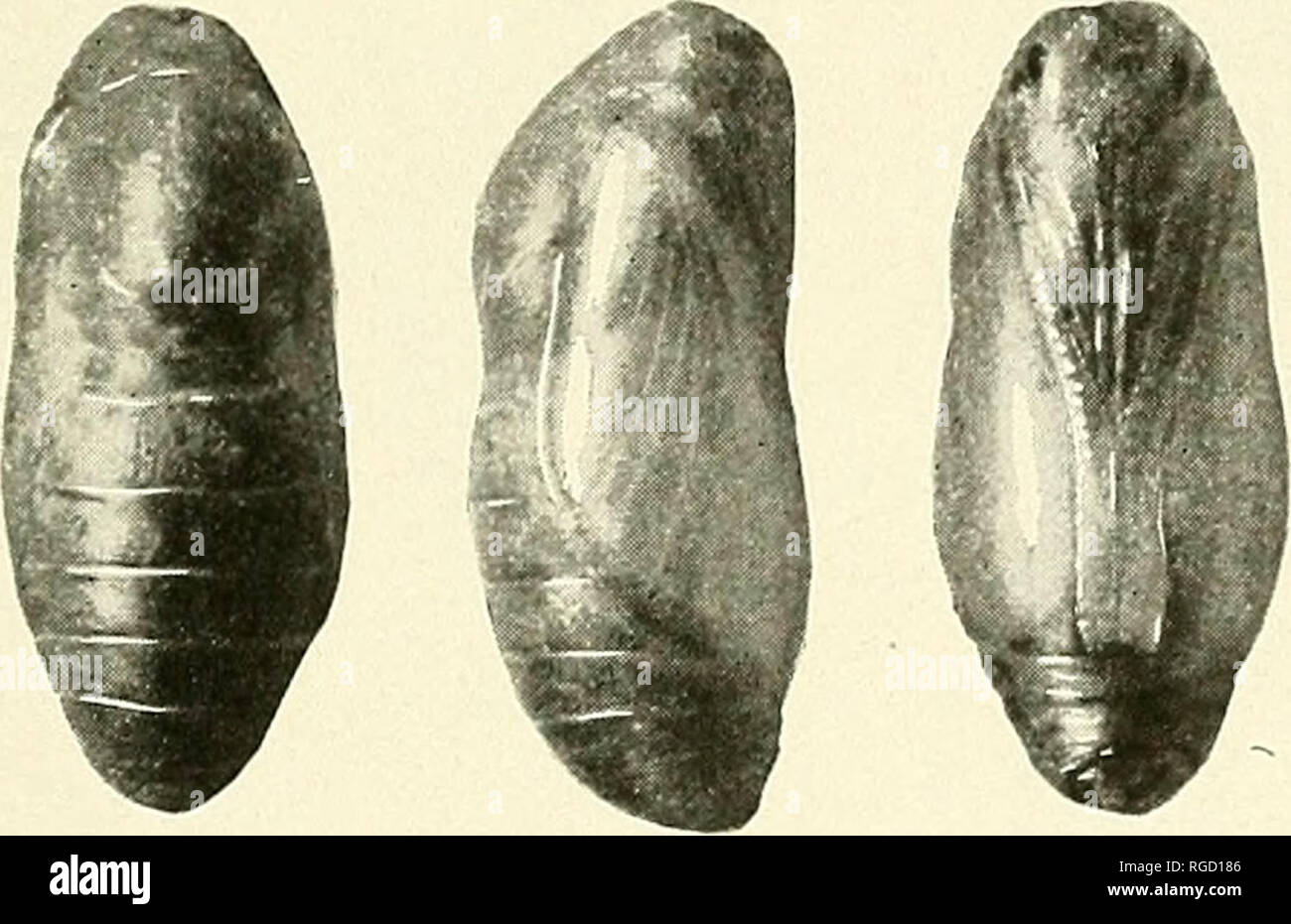 Cremasteric hi-res stock photography and images - Alamy